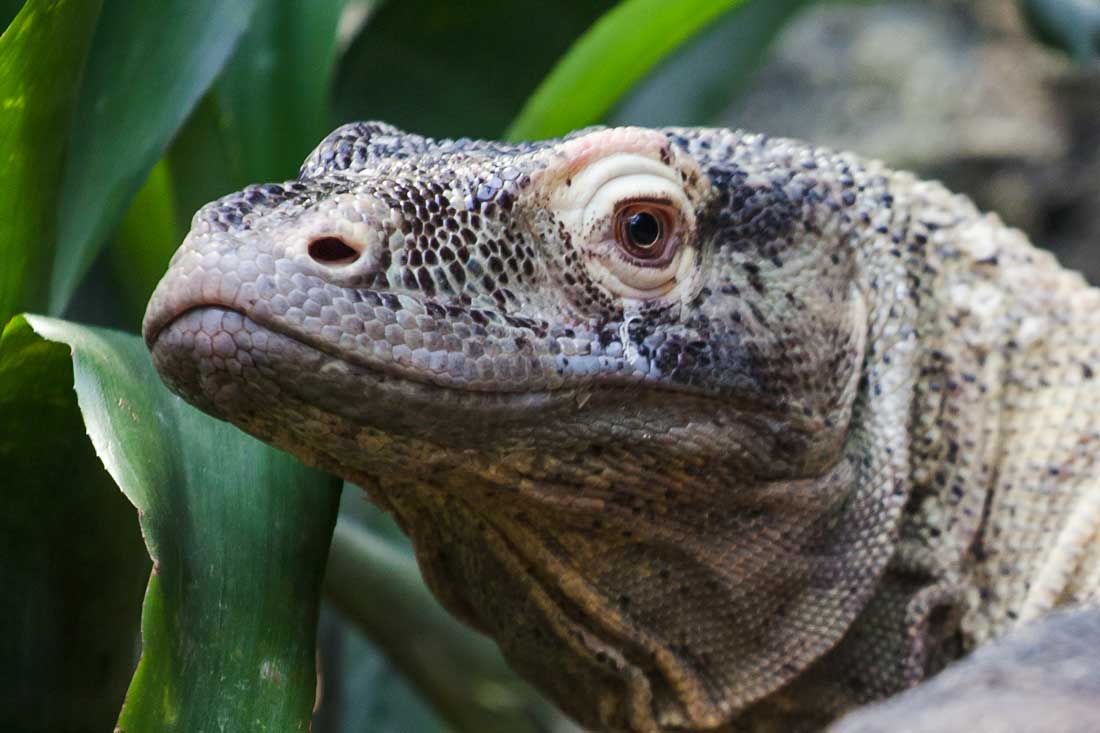 10 Top Paignton Zoo Fantasy Animals to look for this summer holiday