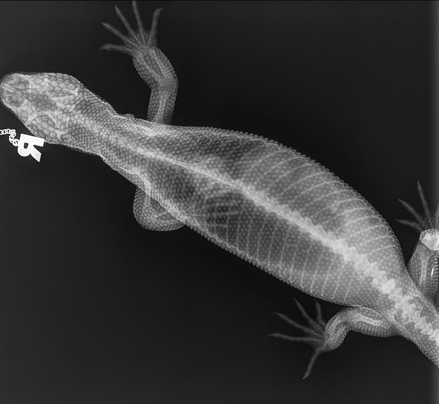 X-rays show the art of veterinary science - Boostdigitalmedia.net