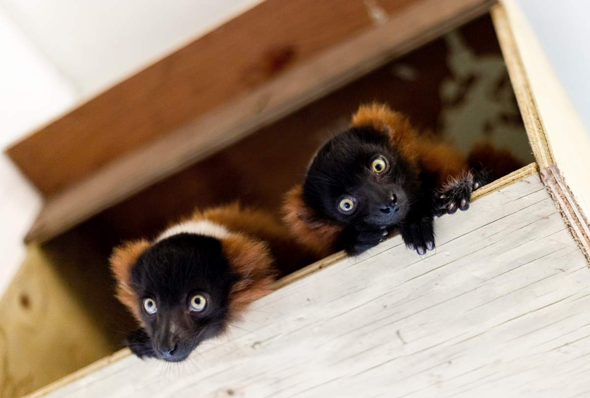 Baby red ruffed lemurs at Paignton Zoo - Boostdigitalmedia.net